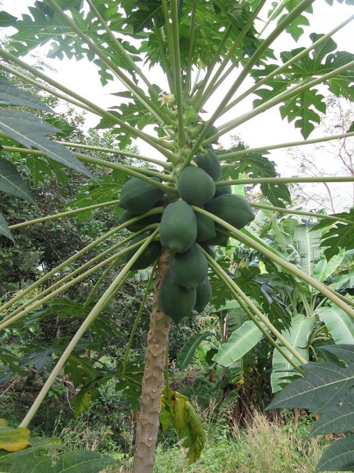 Carica papaya L. (Папайя) | floristikus.ru